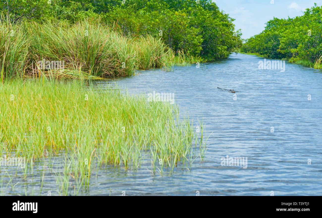 Florida everglades, narrow waterway and alligator bordered with river ...