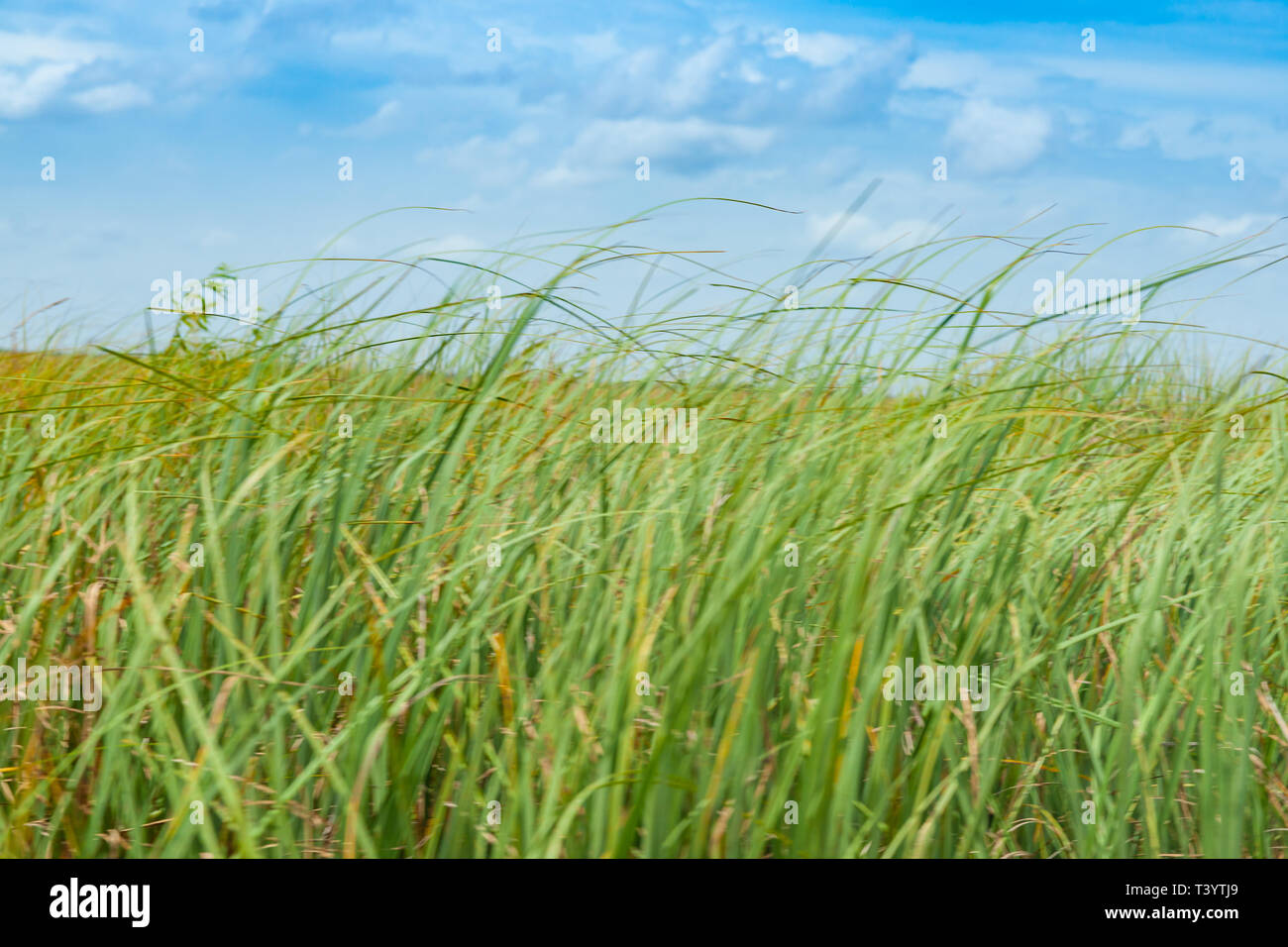 Wide reed covered flat wetlands of Florida everglades as environmental ...