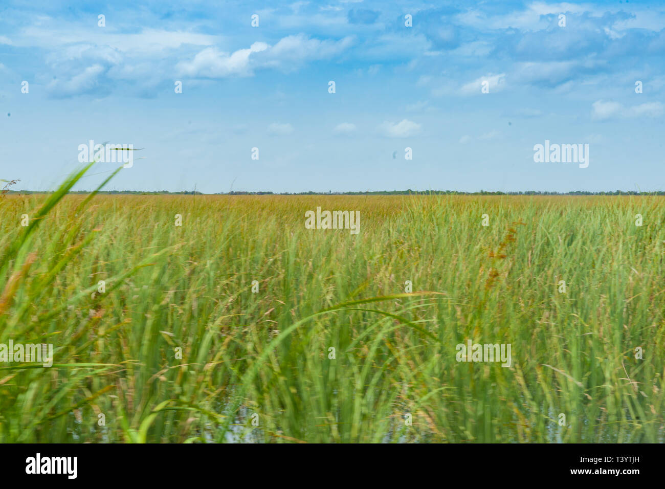 Wide reed covered flat wetlands of Florida everglades as environmental ...