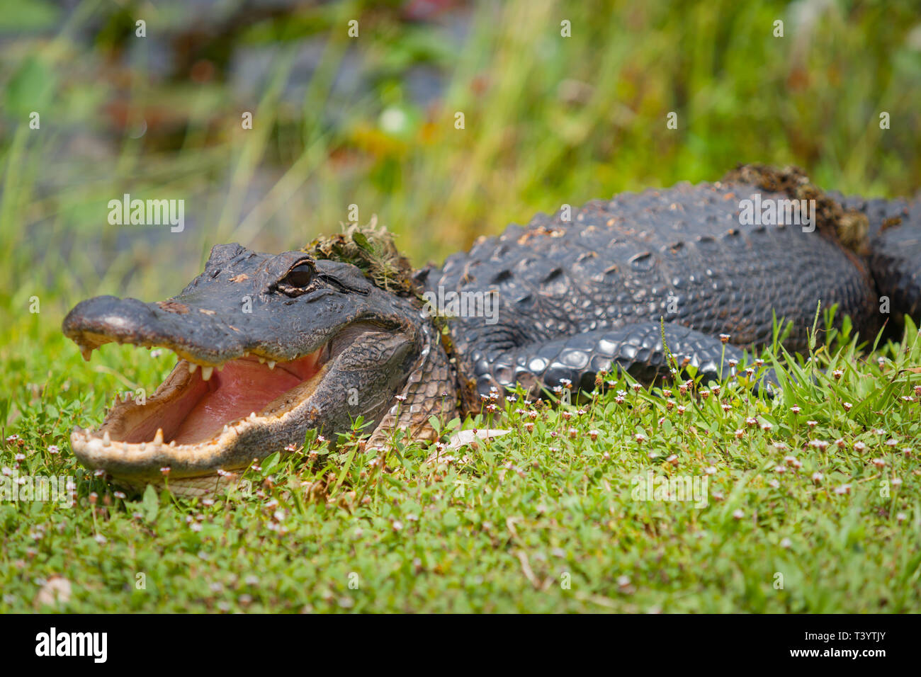 Alligator emerges from swamp with vegetation wrapped around body in ...