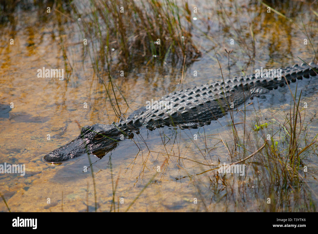Crocodile In Shallows High Resolution Stock Photography and Images - Alamy