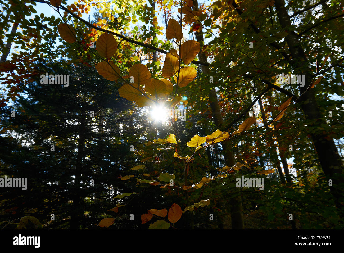 Autumn landscape austria tree leaves sky background Stock Photo - Alamy