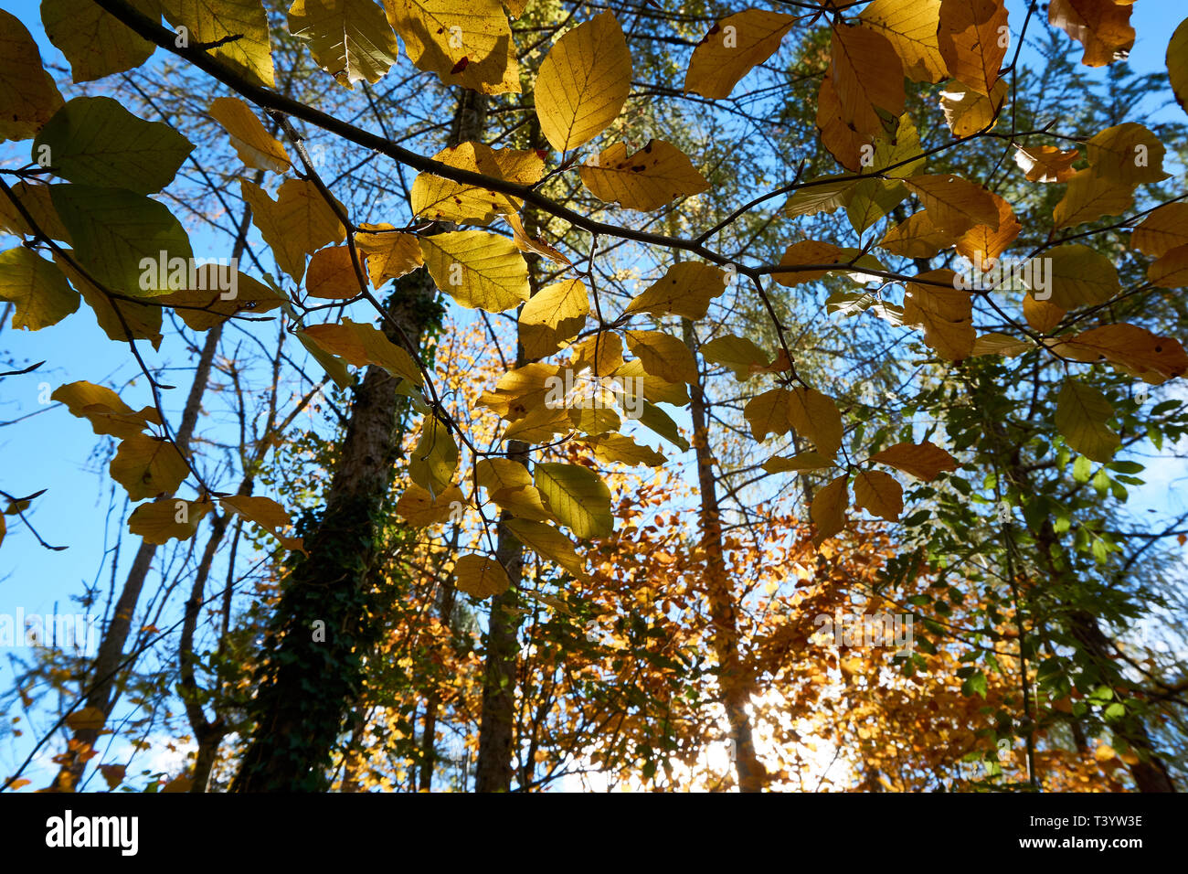 Autumn landscape austria tree leaves sky background Stock Photo - Alamy