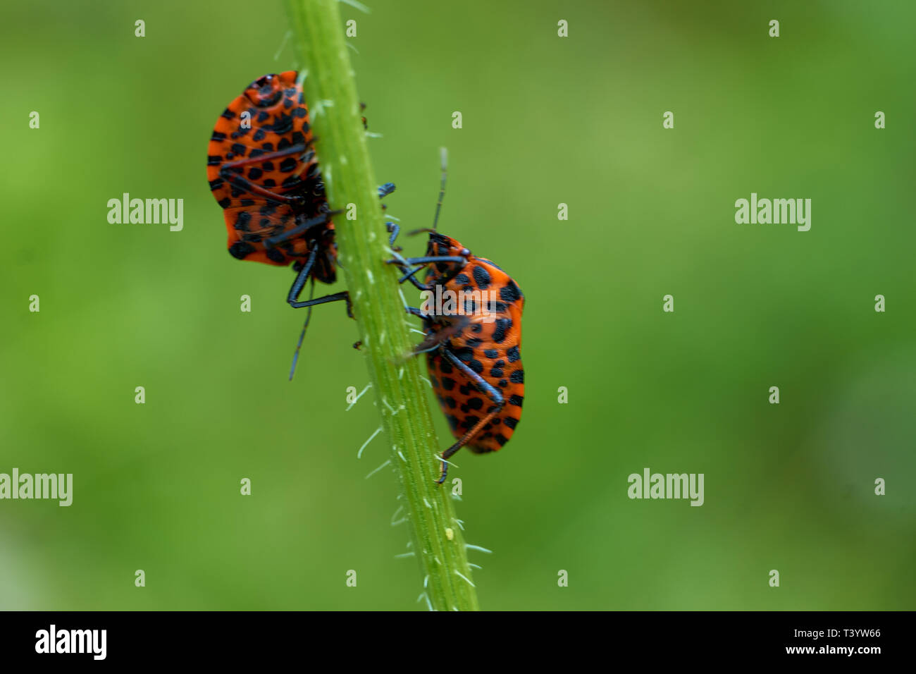 Bugs on ground hi-res stock photography and images - Alamy