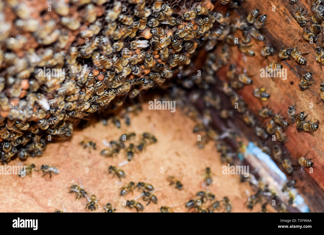 A beehive, a view from the inside. The bee-hut. Honey bee. Entrance to ...