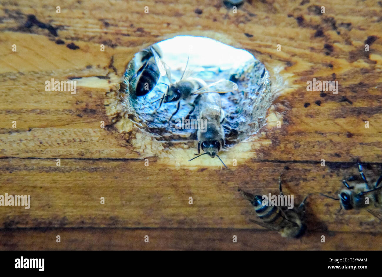 A beehive, a view from the inside. The bee-hut. Honey bee. Entrance to ...