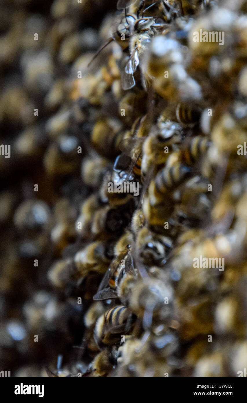 A dense cluster of swarms of bees in the nest. Working bees, drones and ...