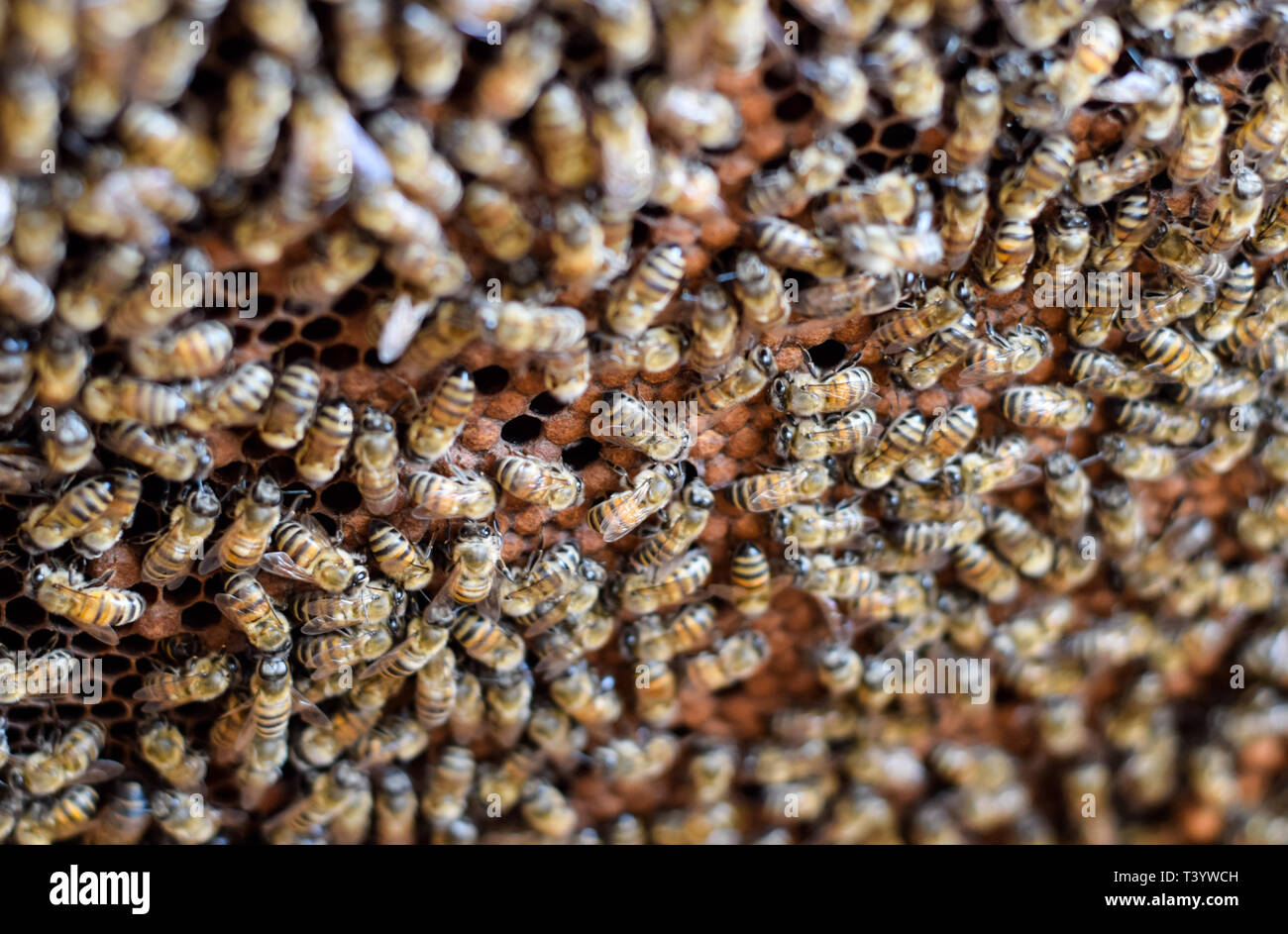 A dense cluster of swarms of bees in the nest. Working bees, drones and ...