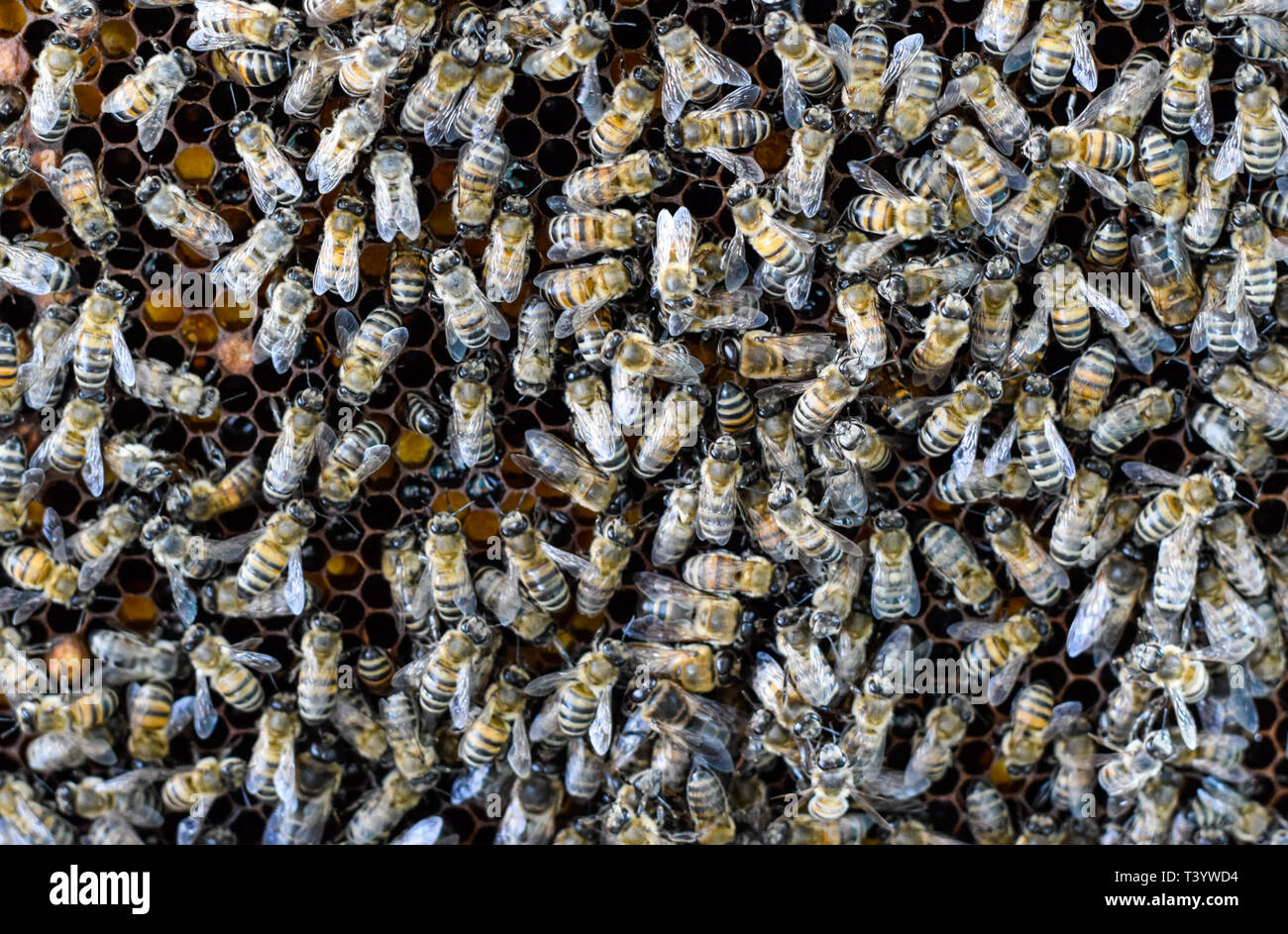 A dense cluster of swarms of bees in the nest. Working bees, drones and ...