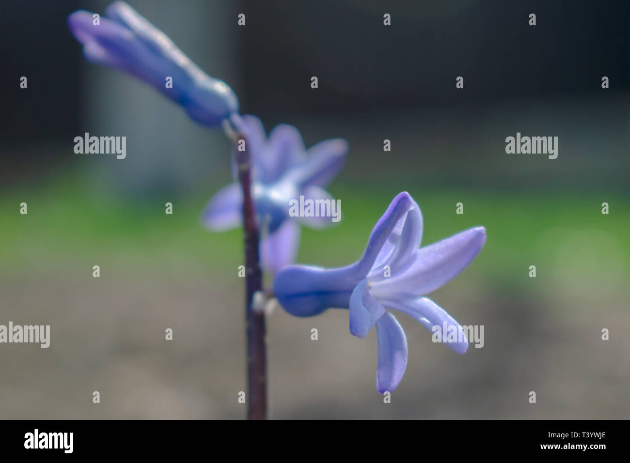 Blue scilla siberica or scilla siberica on a sunny day Stock Photo - Alamy