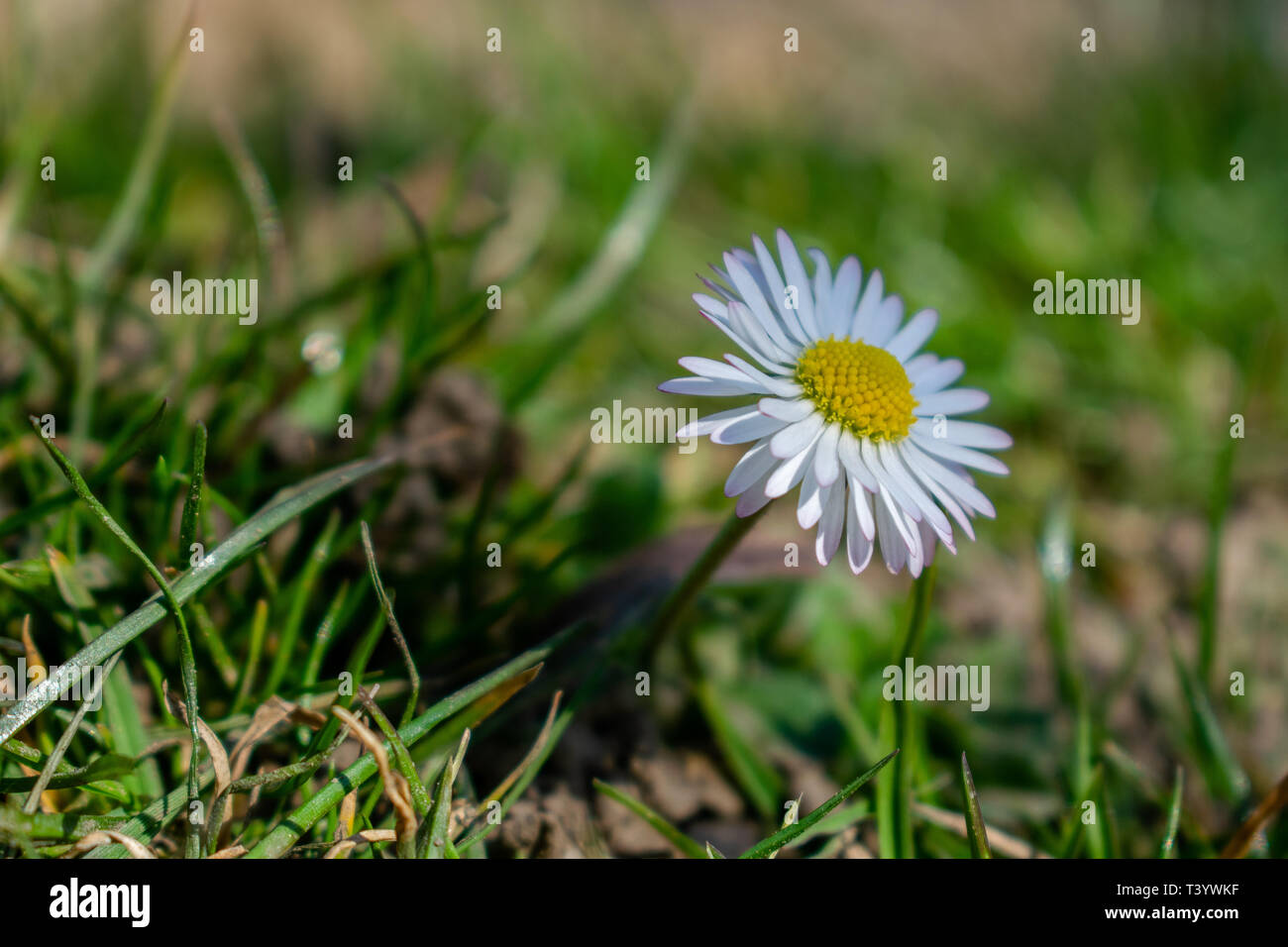 Blue scilla siberica or scilla siberica on a sunny day Stock Photo - Alamy