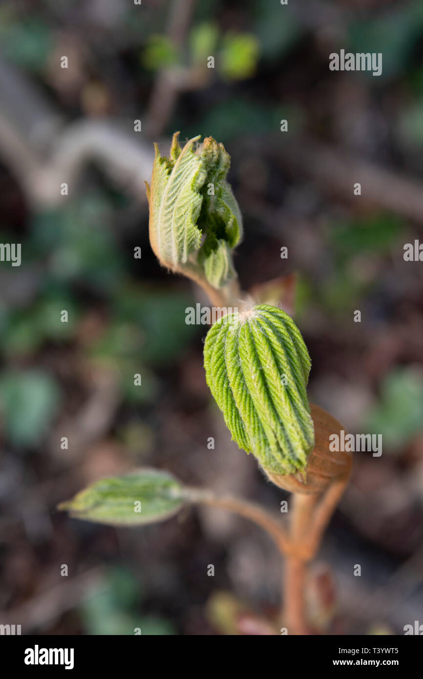 Leaves hatch from a bud at the end of a branch in a forest Stock Photo ...