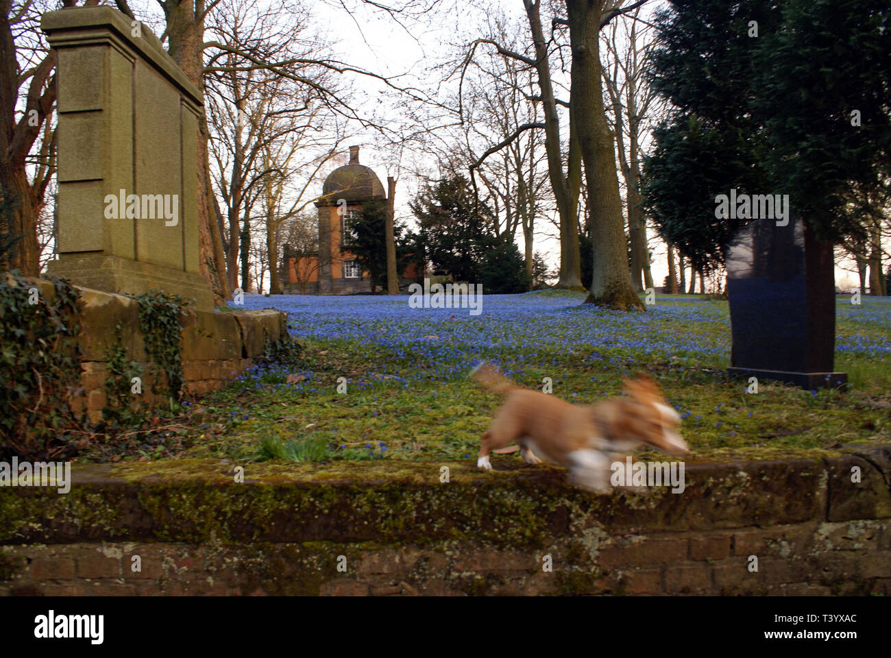 Scilla siberica Blausternchen im Park,Scilla Blütenfest Das Blaue ...