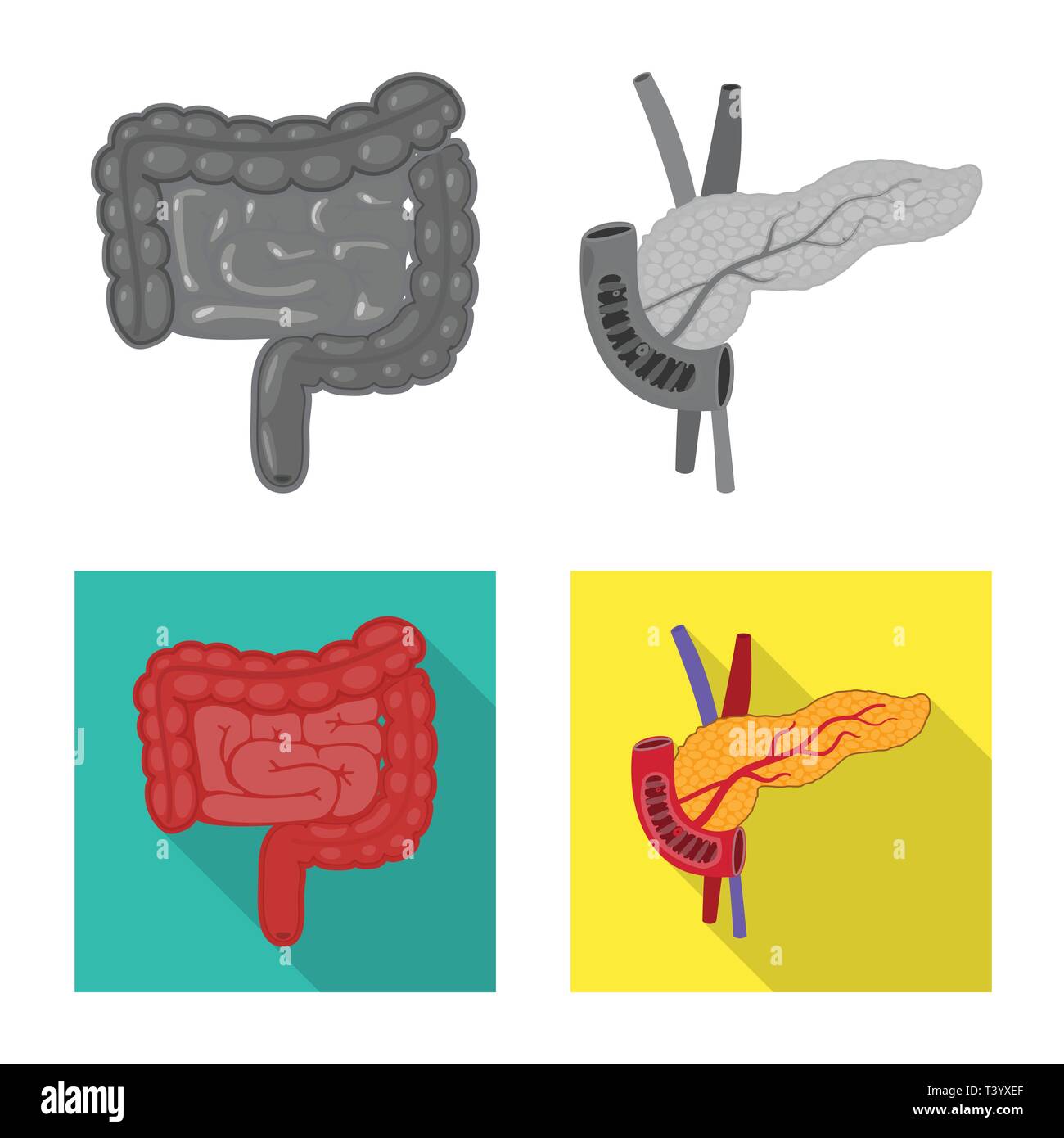 pancreas,endocrine,intestine,diabetes,gastrointestinal,digestive ...