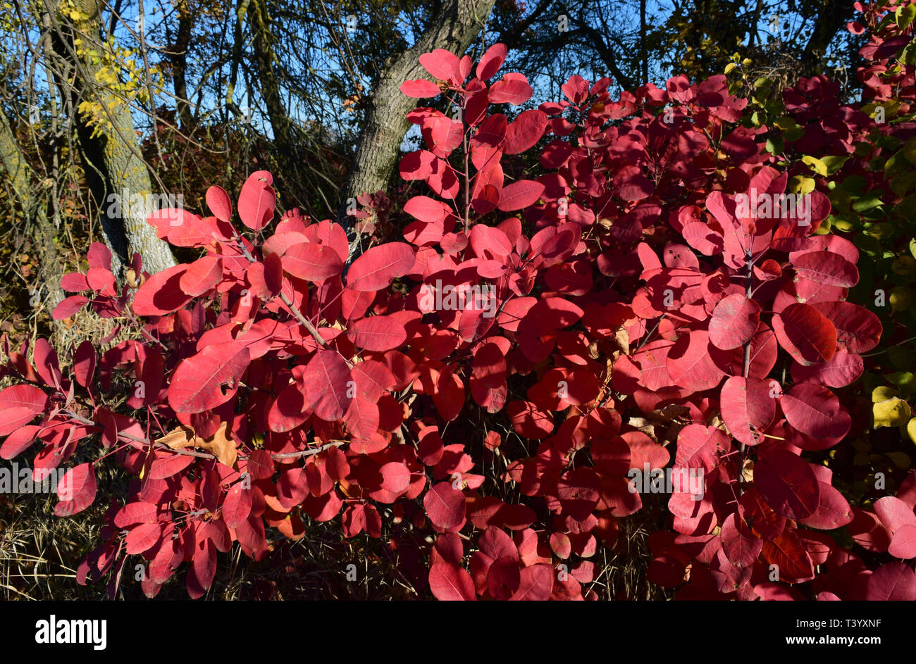 Autumn red color of leaves of cotinus coggygria. Paints of fall Stock ...