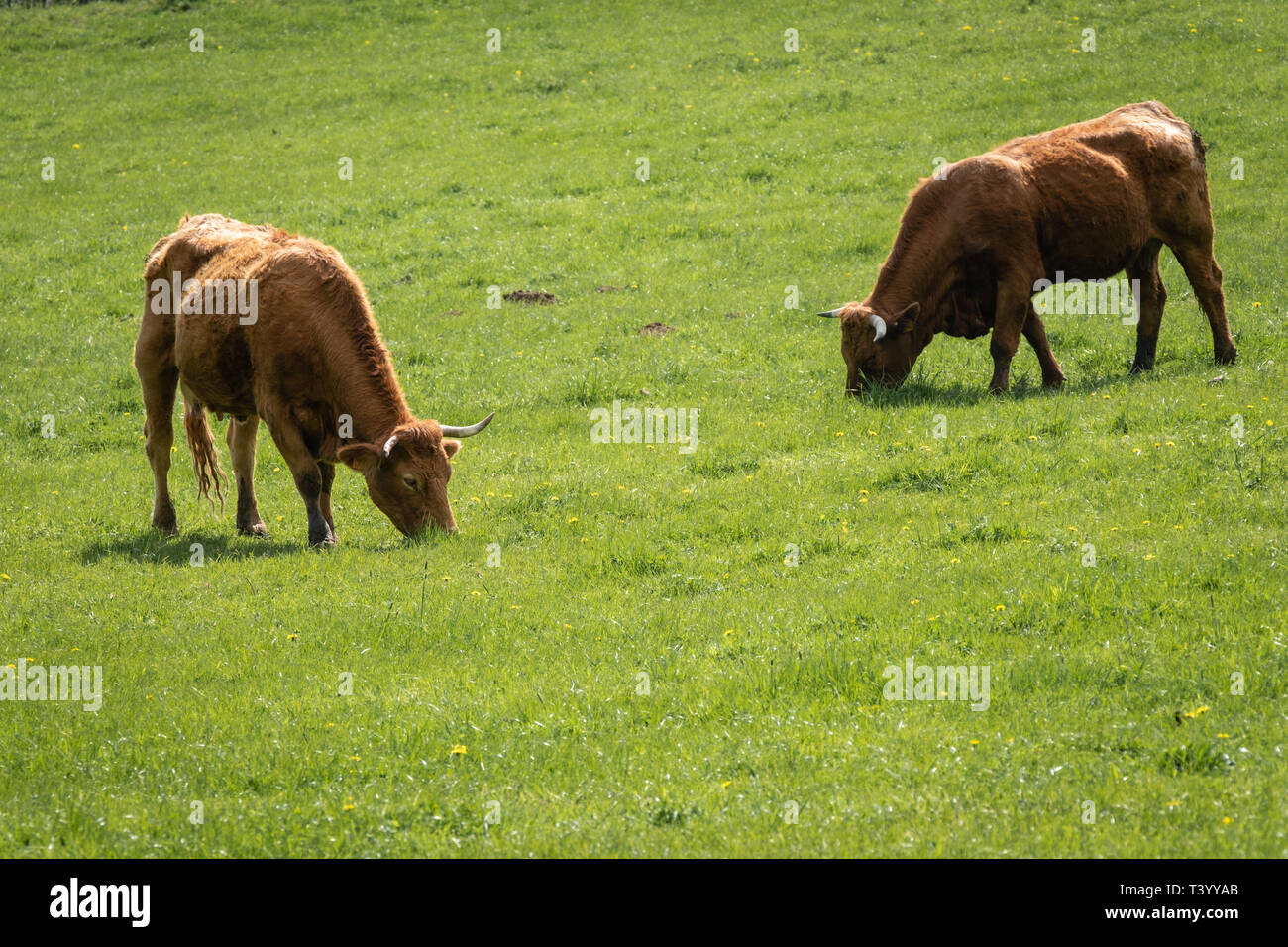 Elevage laitiere hi-res stock photography and images - Alamy