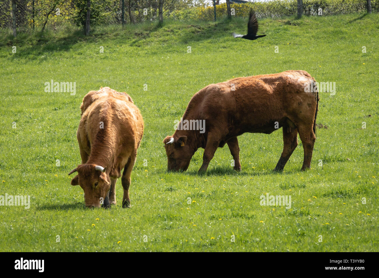 Bovins bovins hi-res stock photography and images - Alamy