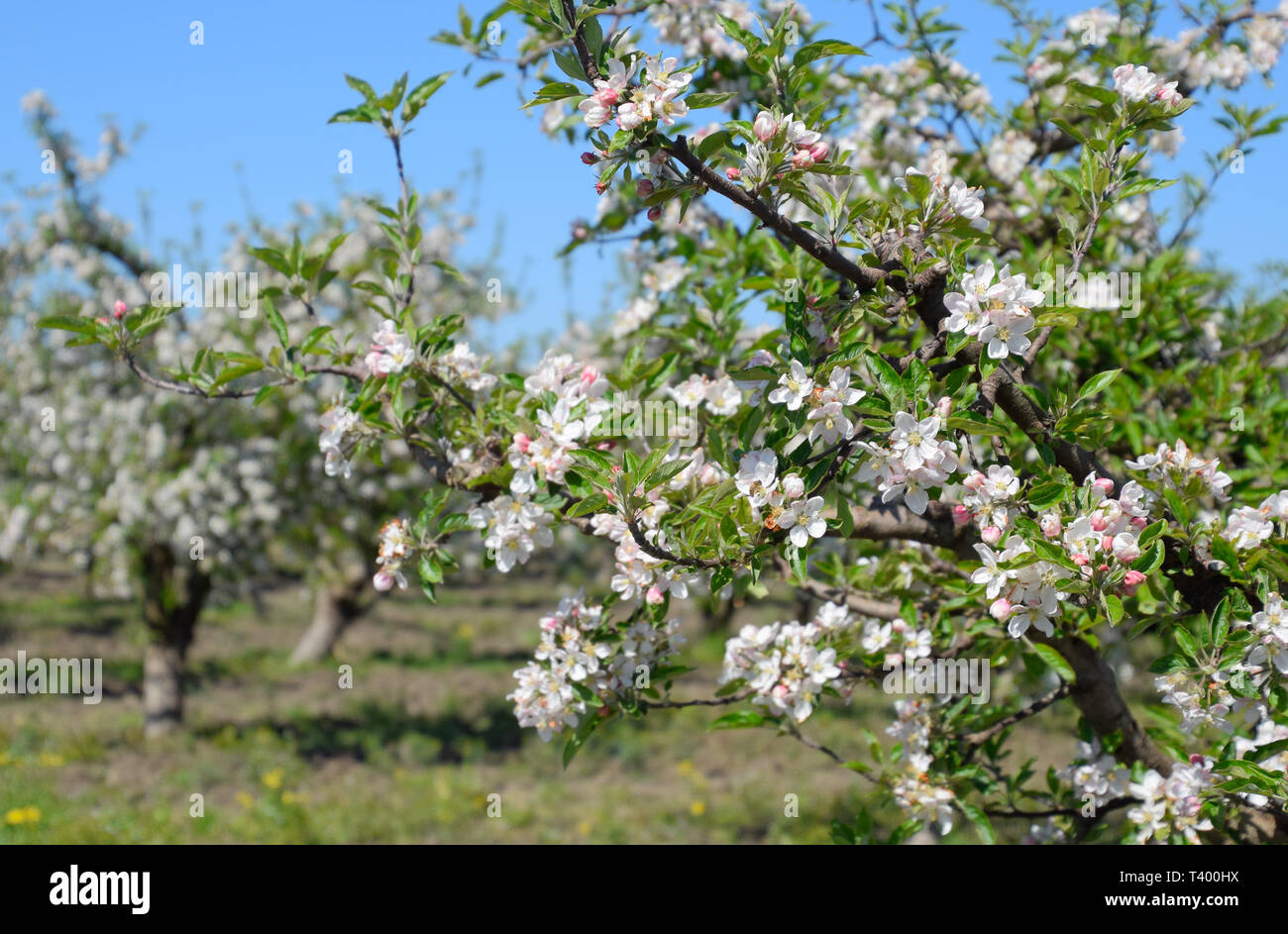 Blooming apple orchard. Adult trees bloom in the apple orchard. Fruit ...