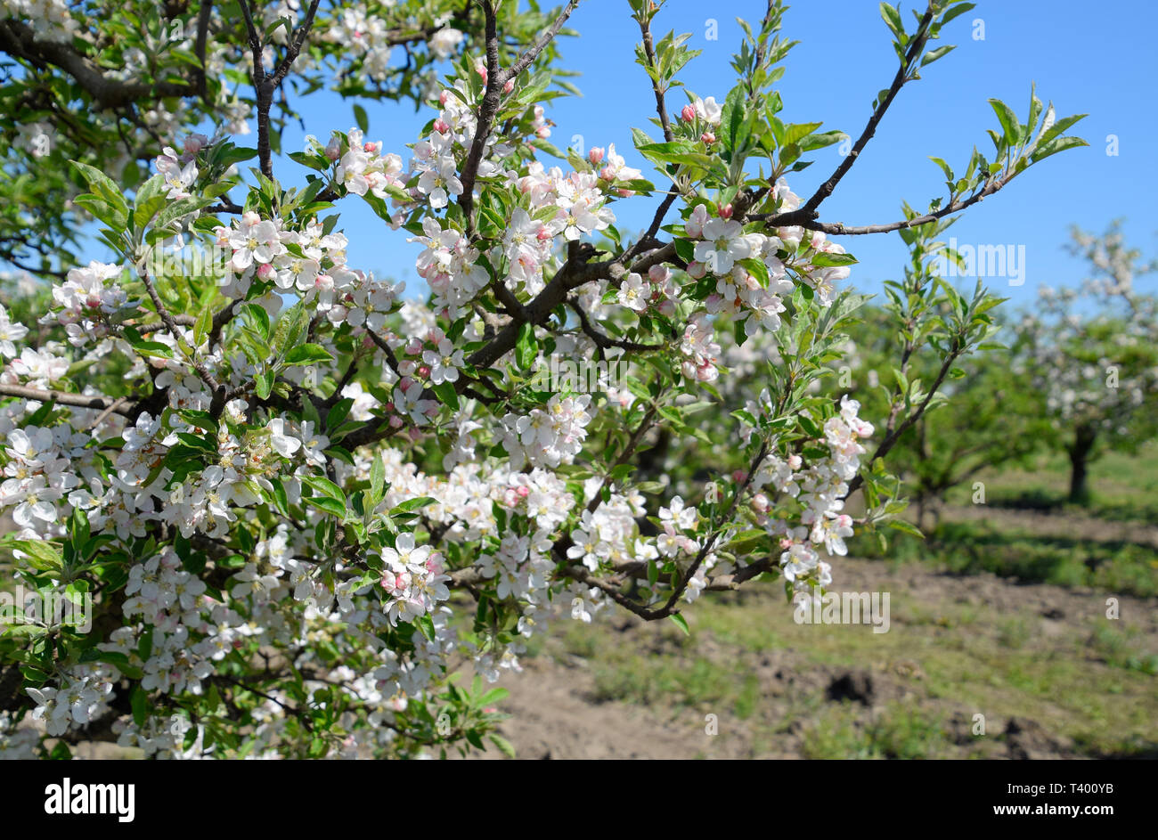 Blooming apple orchard. Adult trees bloom in the apple orchard. Fruit ...