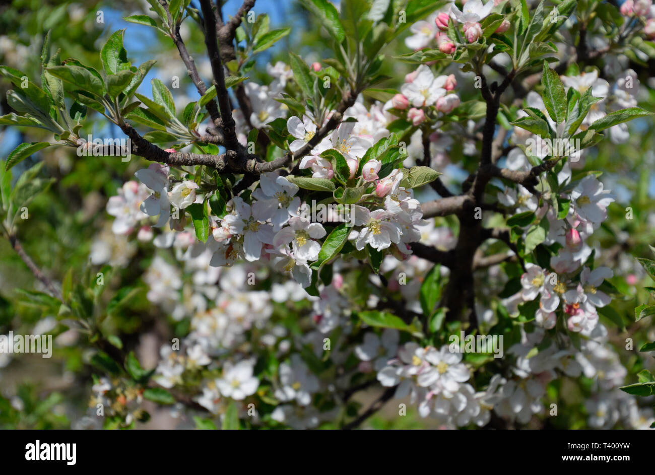 Blooming apple orchard. Adult trees bloom in the apple orchard. Fruit ...