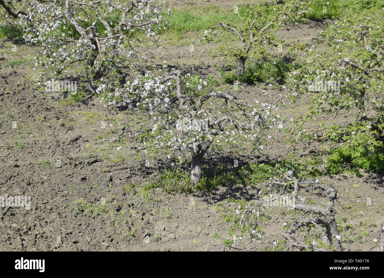 Blooming apple orchard. Adult trees bloom in the apple orchard. Fruit ...