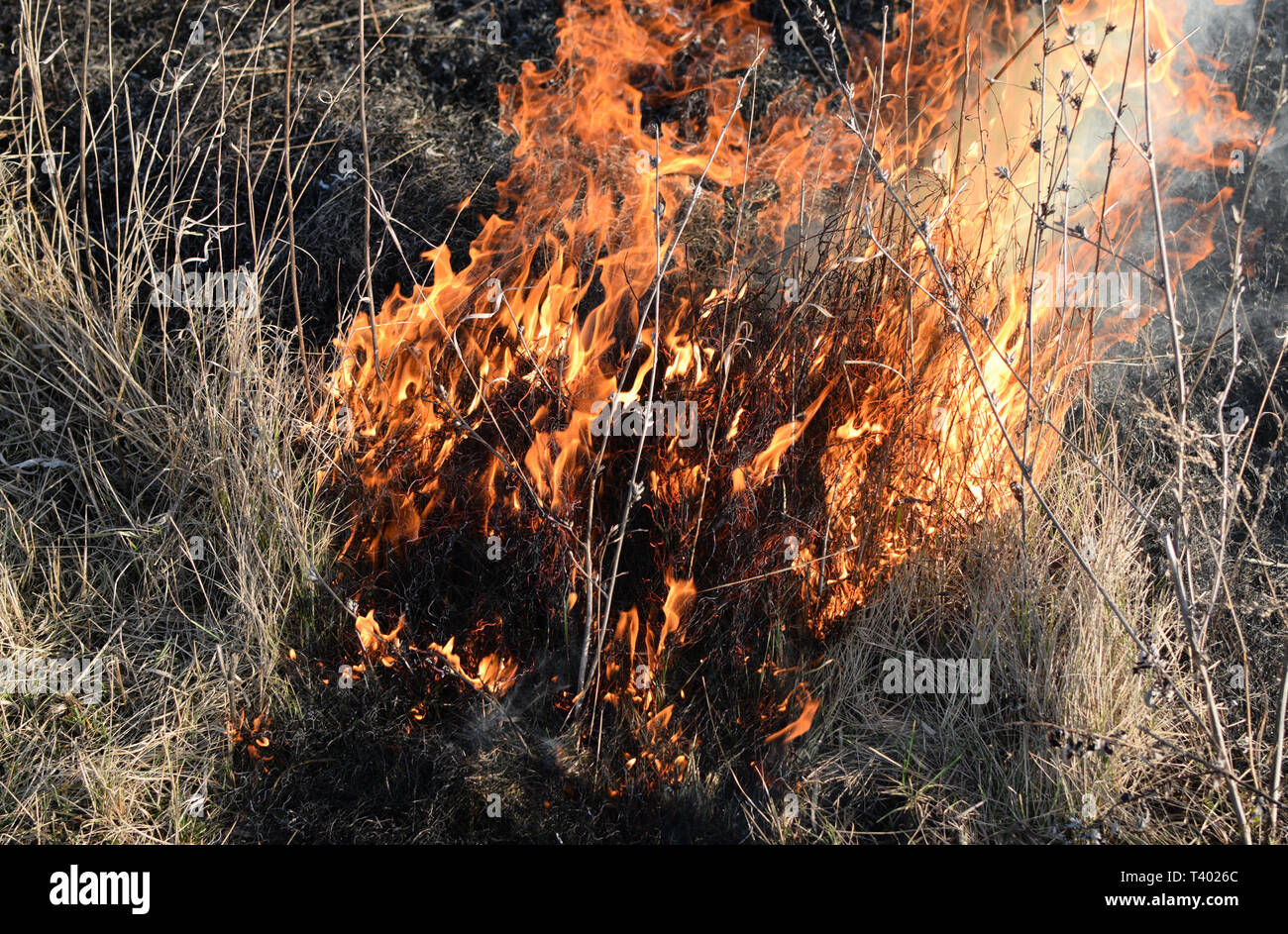 Burning dry grass and reeds. Cleaning the fields and ditches of the ...
