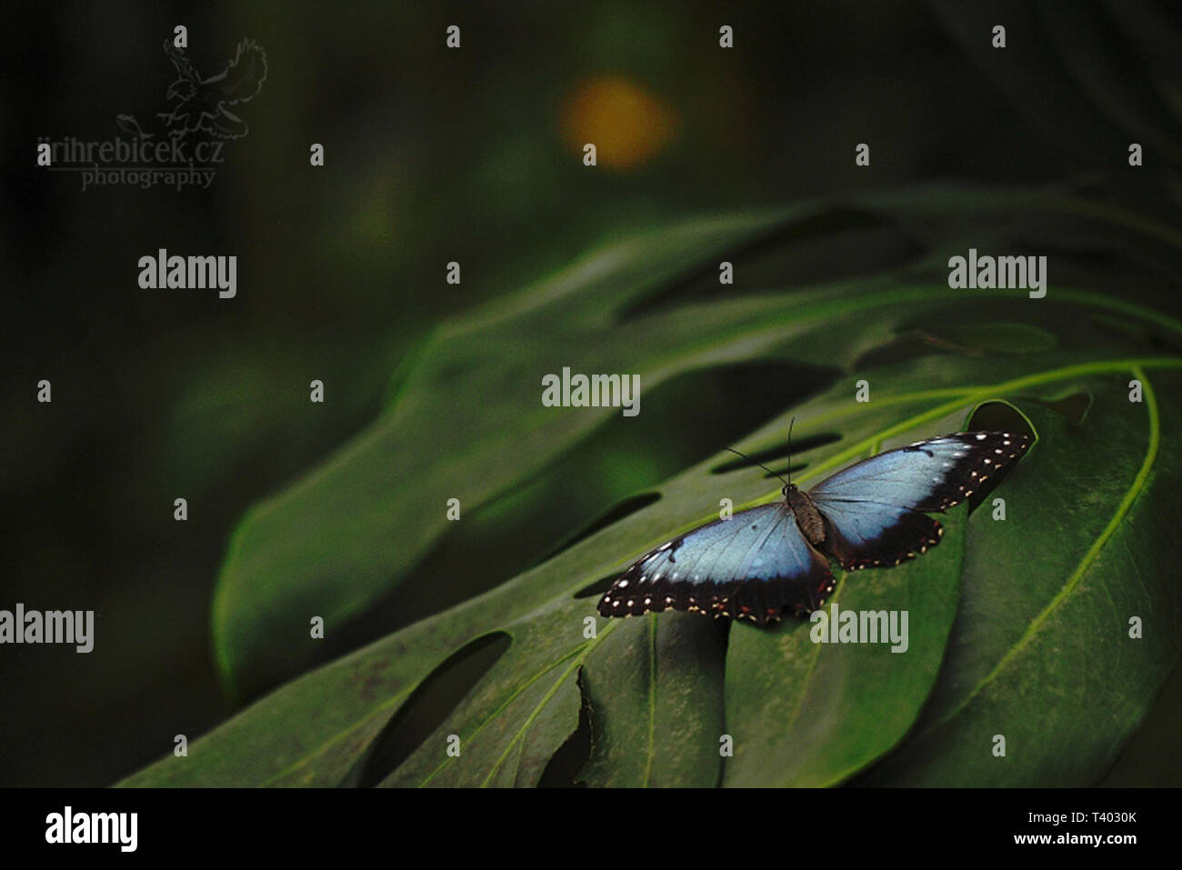Blue morpho butterfly habitat hi-res stock photography and images - Alamy