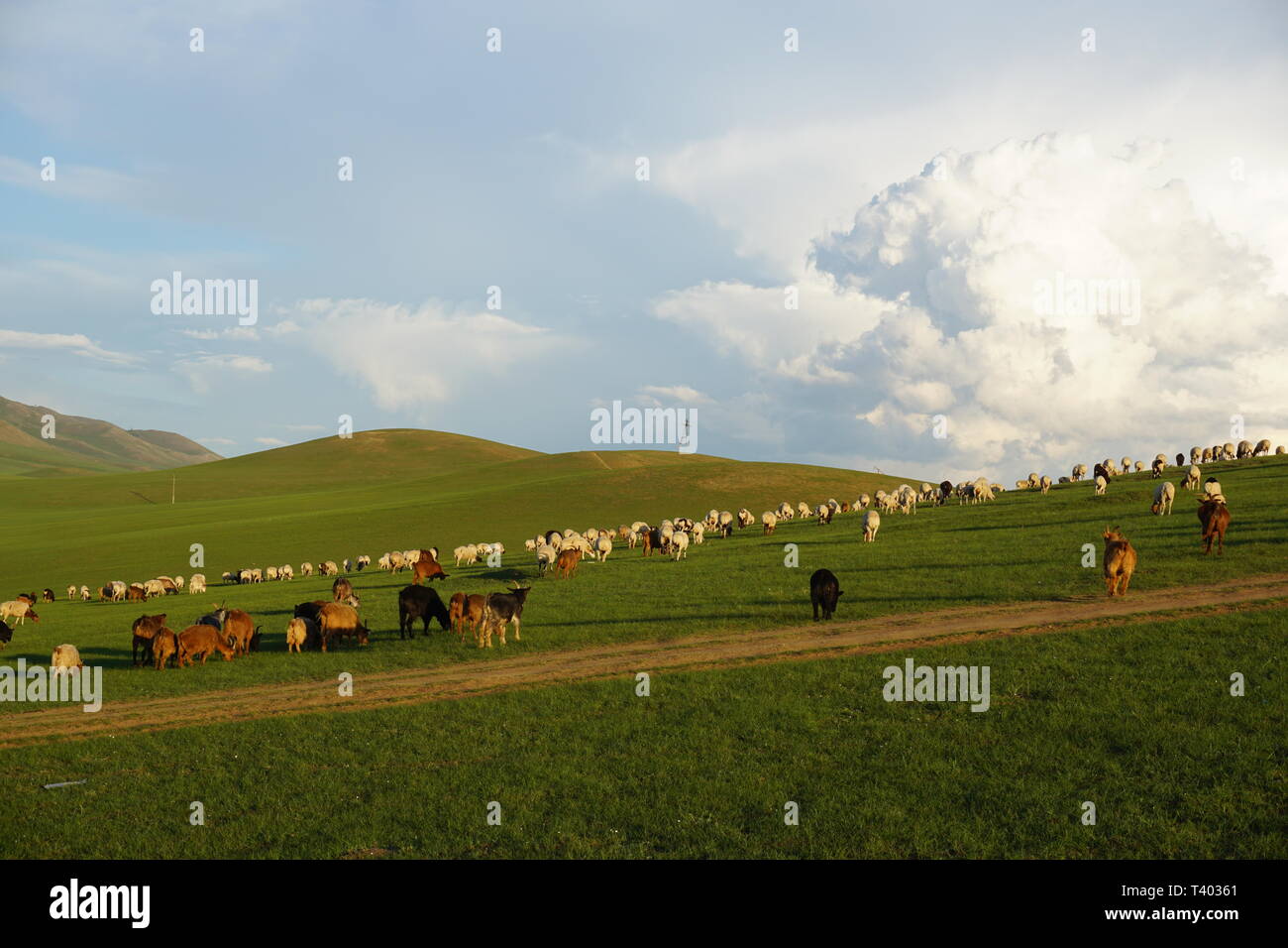 sheep on the hill Stock Photo - Alamy
