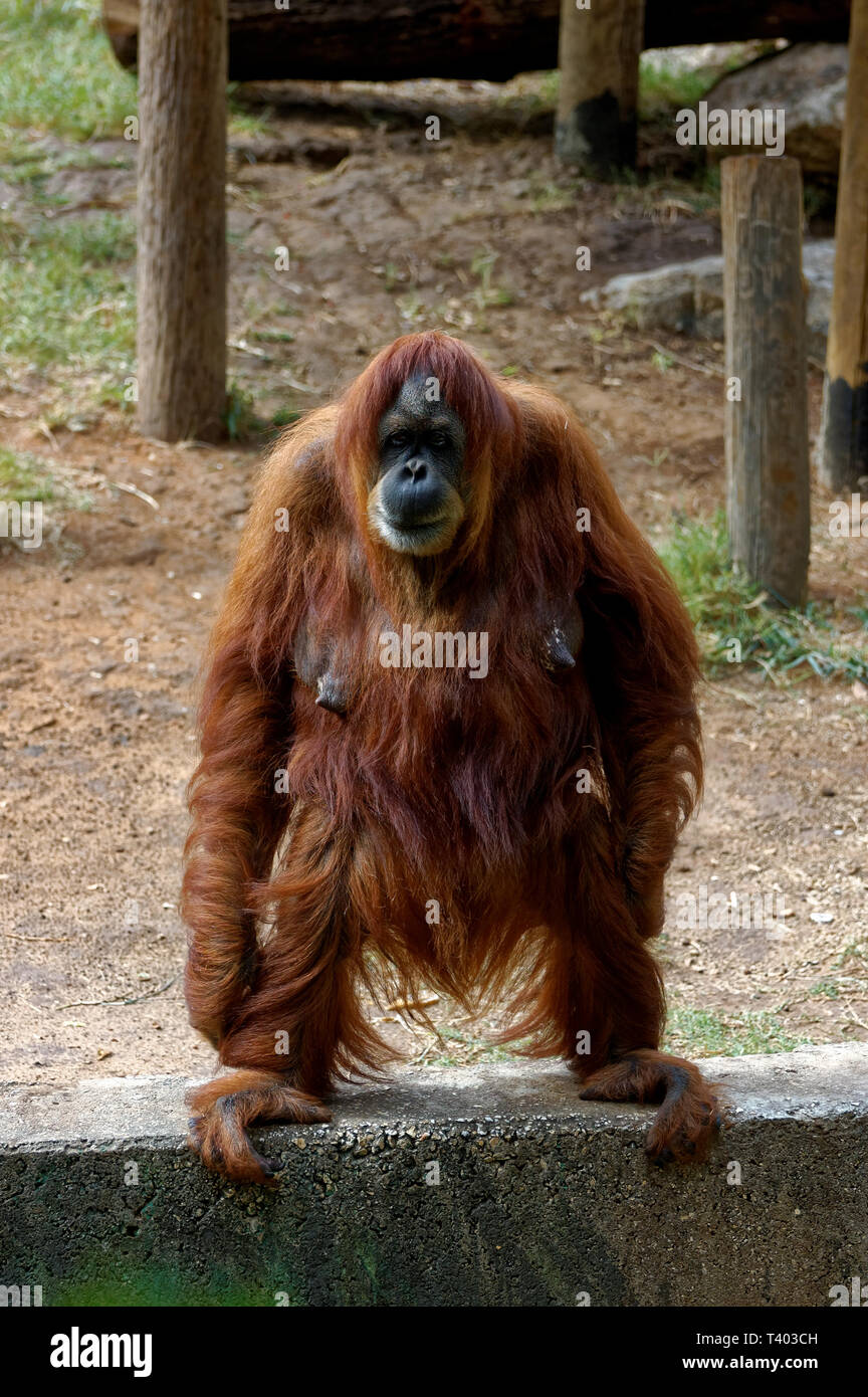 Woody images hi-res stock photography and images - Alamy