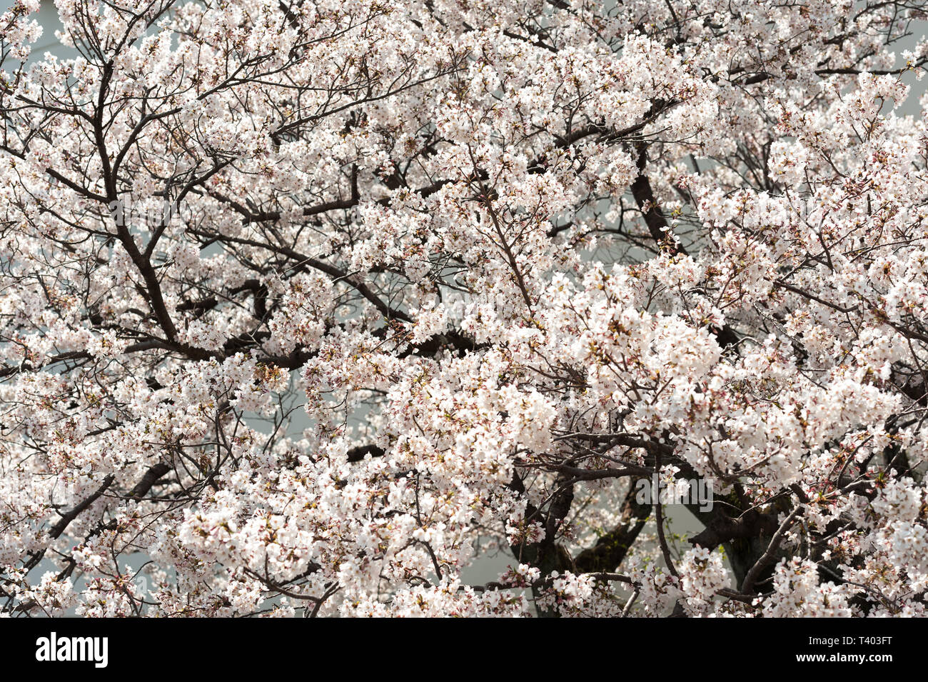 Flowering branches of a sakura tree. Background light gray. Close-up ...