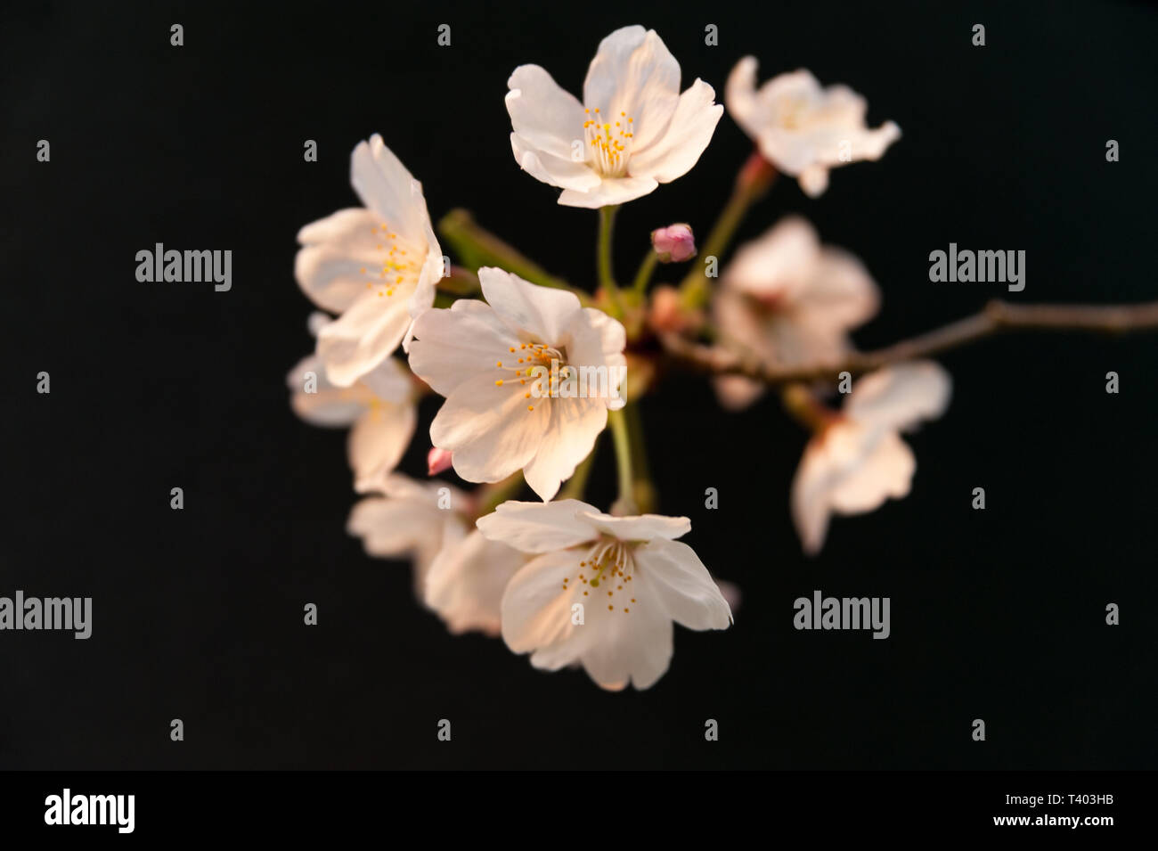 Sakura flowers isolated on black background. Close-up. Horizontal shot ...