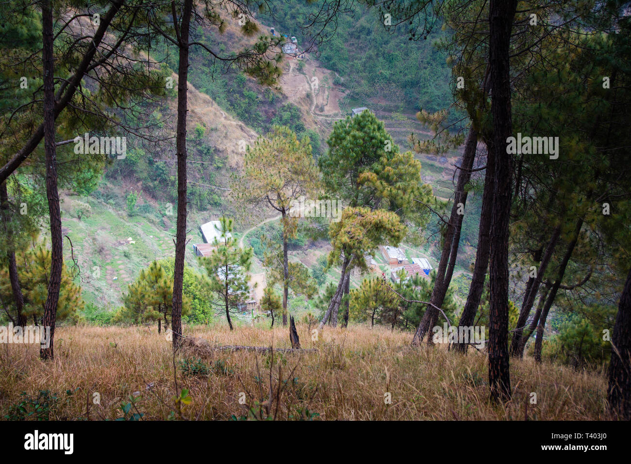 Hills, trees, pine forest and himalayas in remote area of Nepal Stock ...