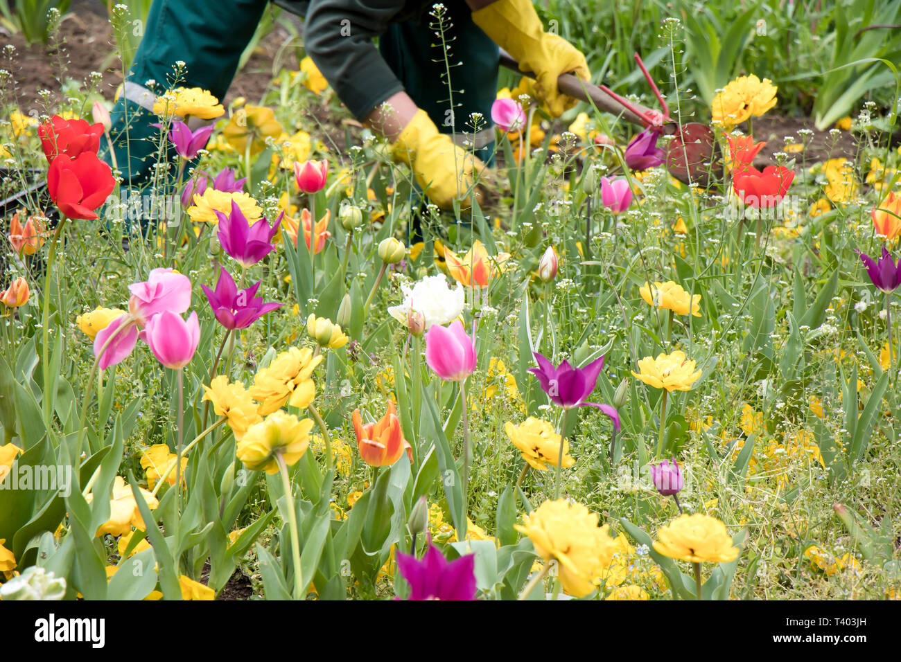 Colorful spring garden with different flowers and a maintenance worker ...
