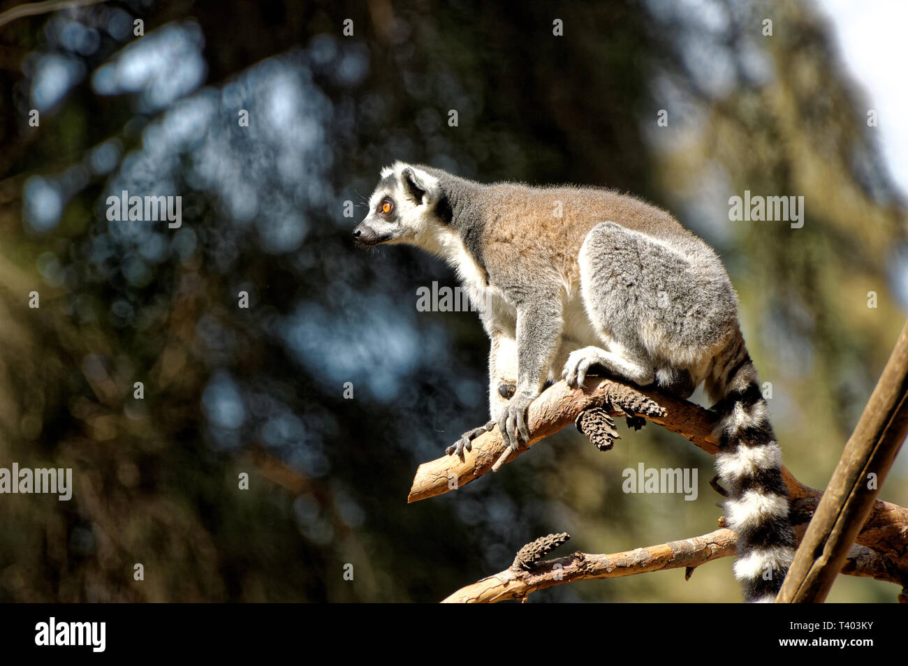Lemur Cat Stock Photos & Lemur Cat Stock Images - Alamy