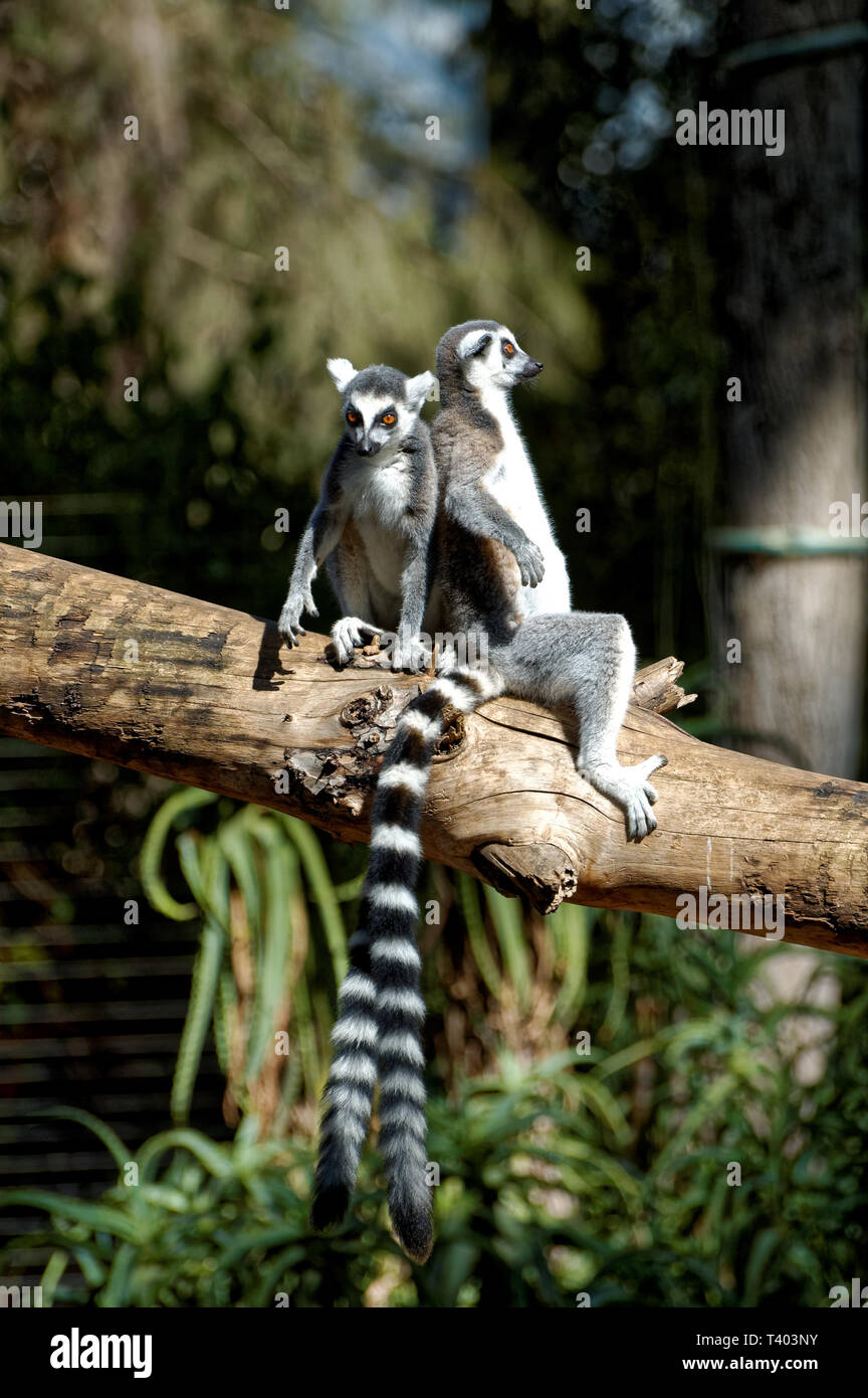 Photo Ring tailed lemur, cat lemur, catta, Lemur catta, family, lemur ...