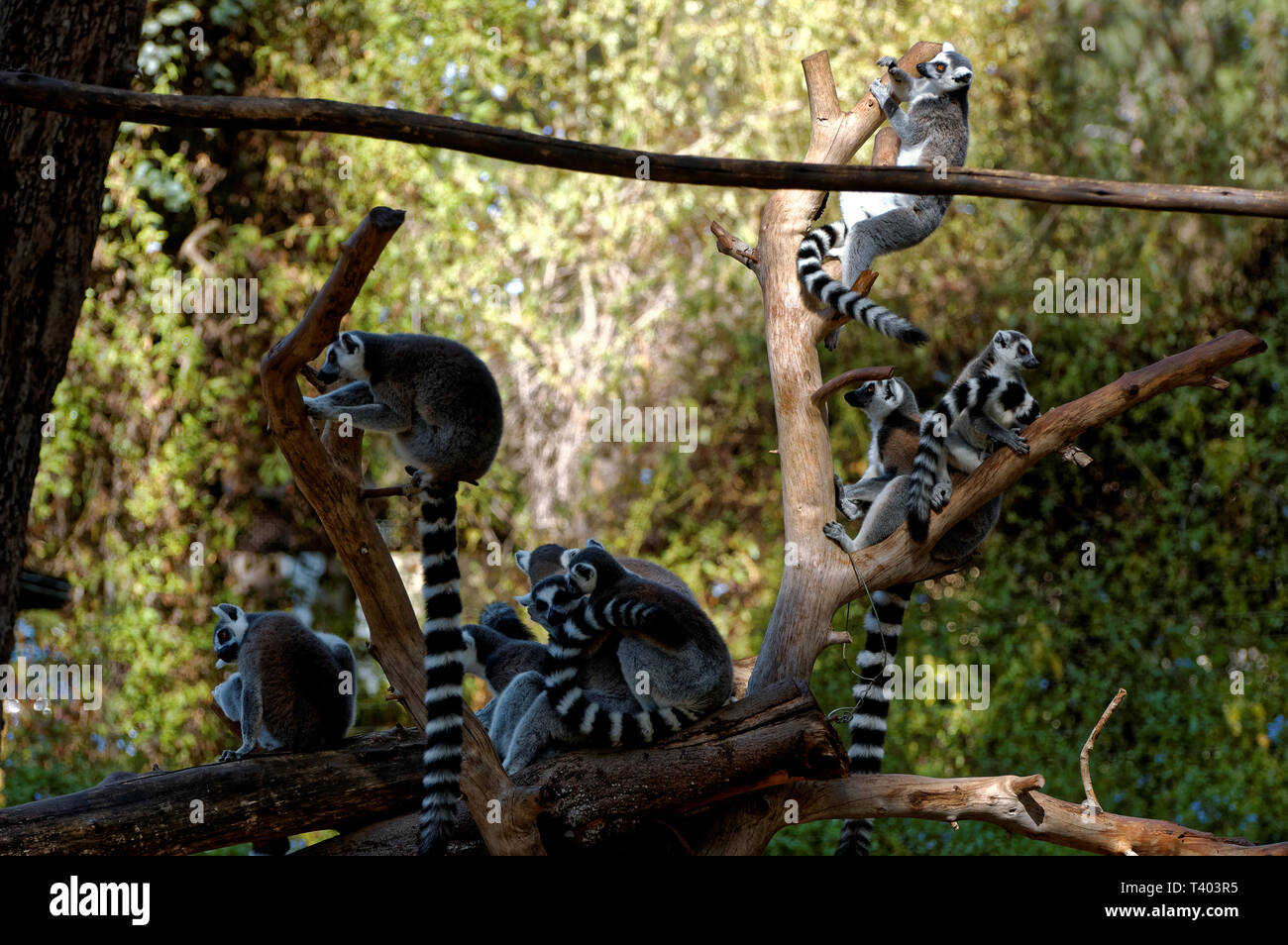 Lemur Cat Stock Photos & Lemur Cat Stock Images - Alamy