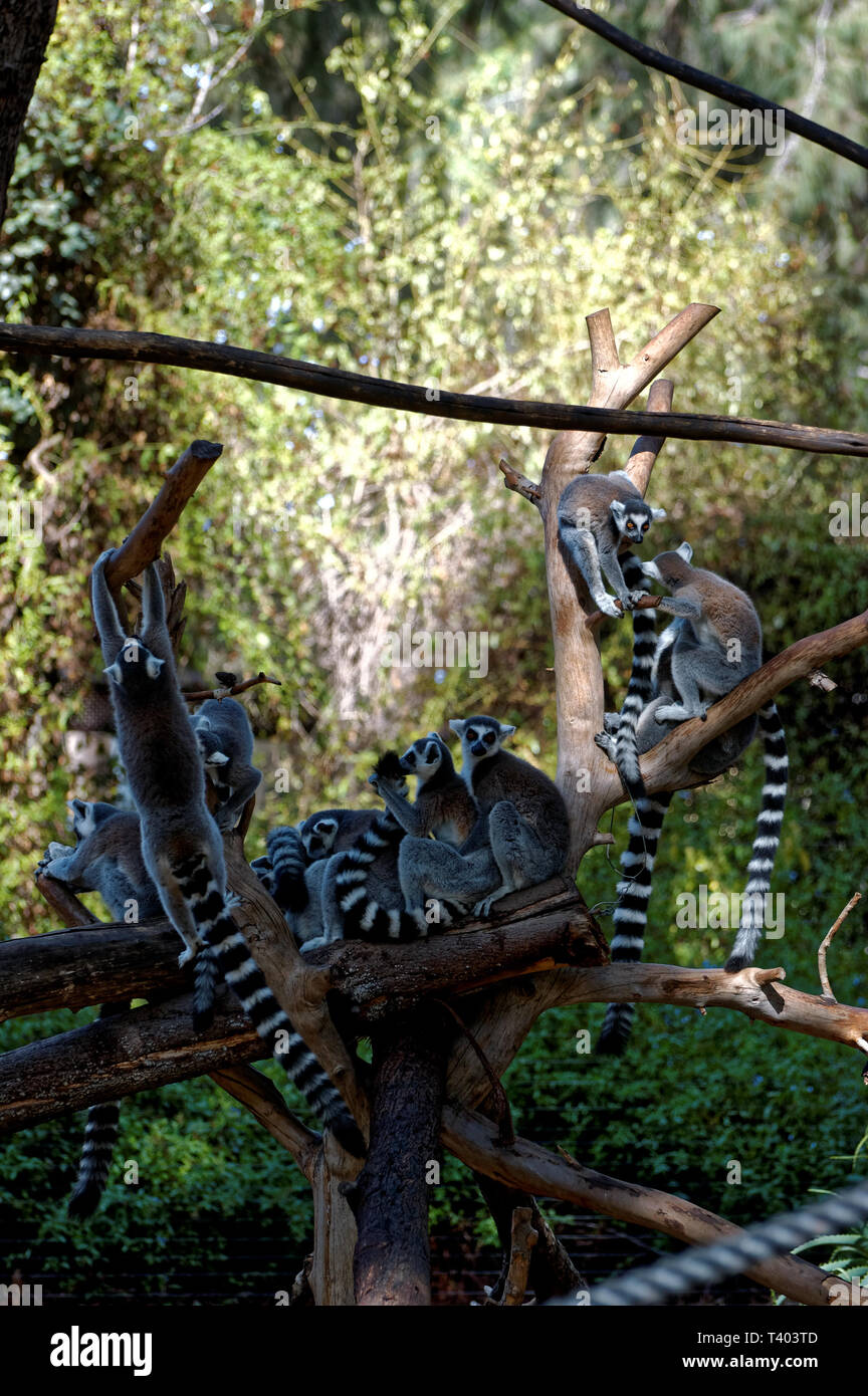 Lemur Cat Stock Photos & Lemur Cat Stock Images - Alamy
