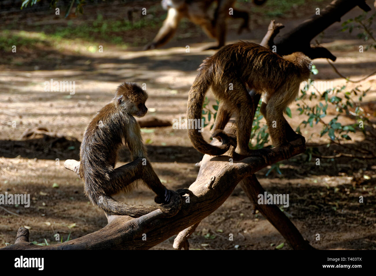 Monkey pictures hi-res stock photography and images - Alamy