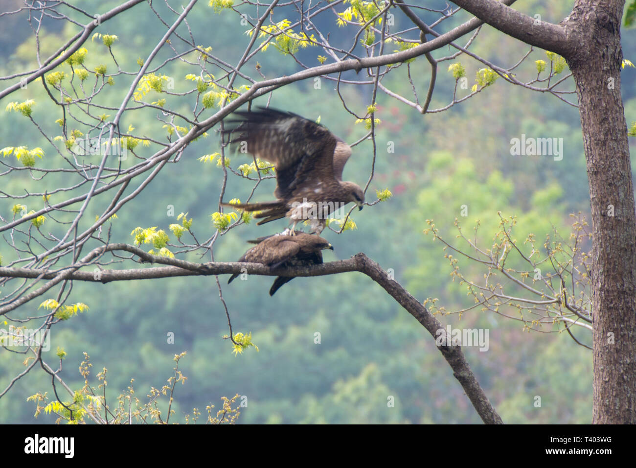 Bald eagle pair hi-res stock photography and images - Alamy