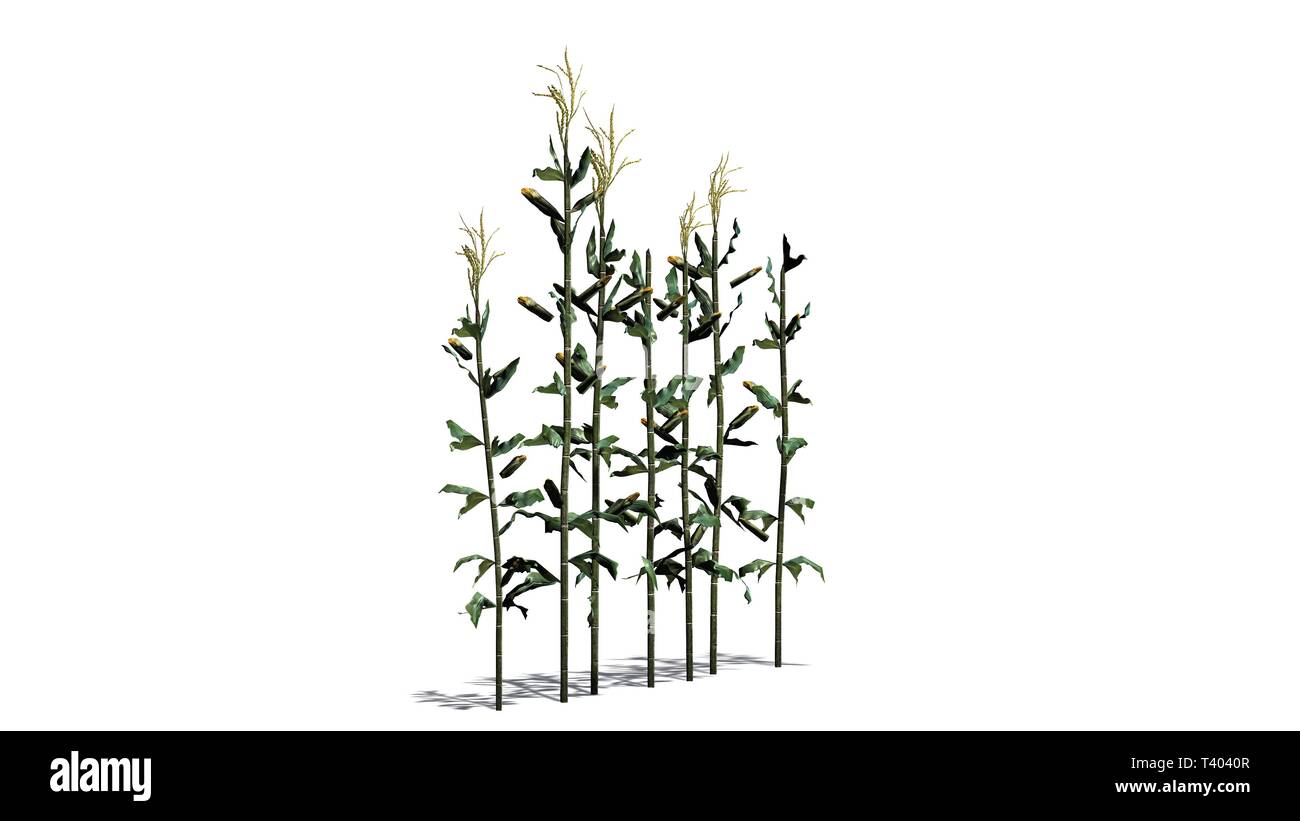 A group of Corn plants - isolated on white background Stock Photo - Alamy