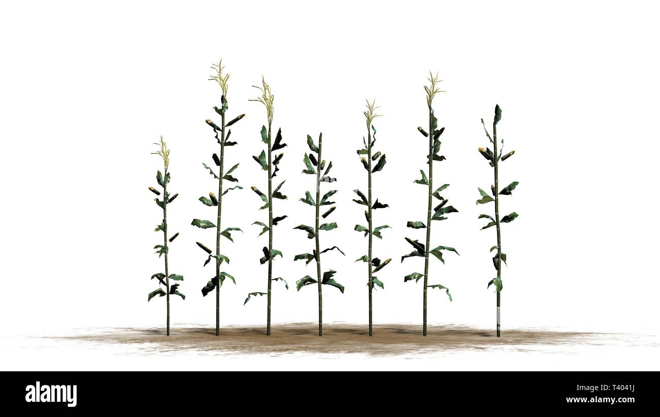 A group of Corn plants - isolated on white background Stock Photo - Alamy