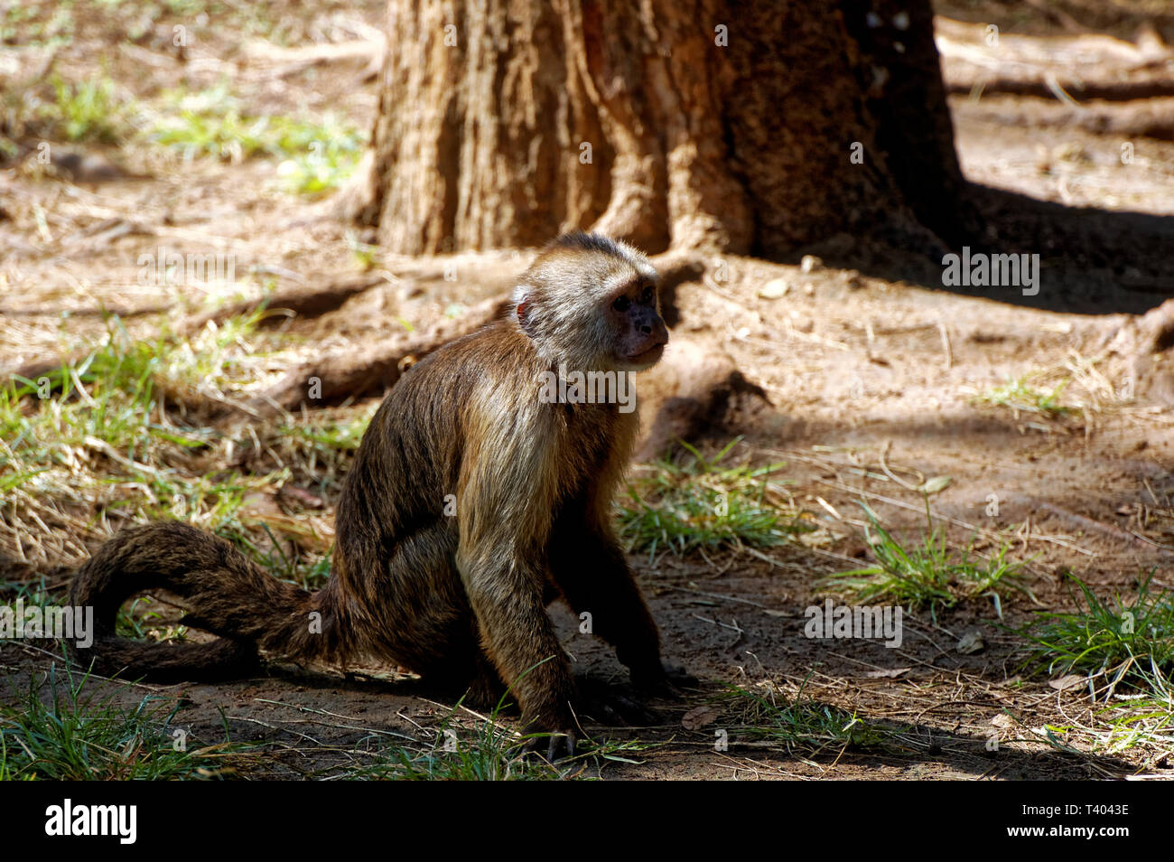 Monkey pictures hi-res stock photography and images - Alamy
