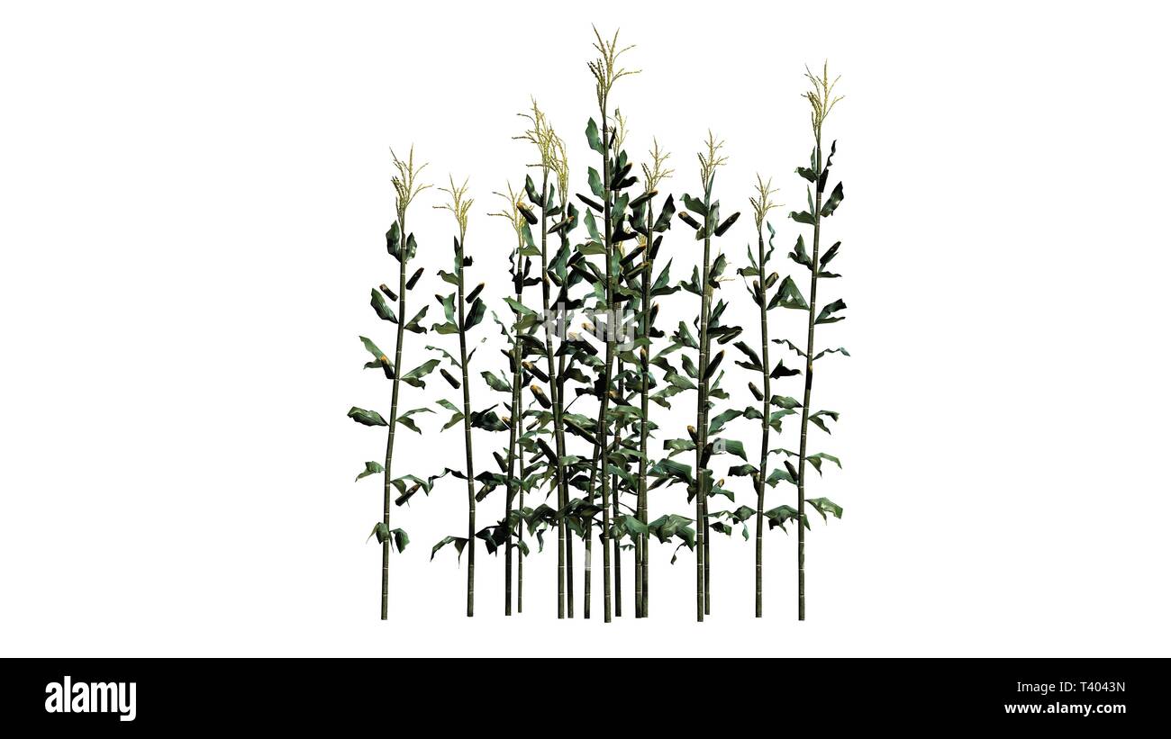 A group of Corn plants - isolated on white background Stock Photo - Alamy