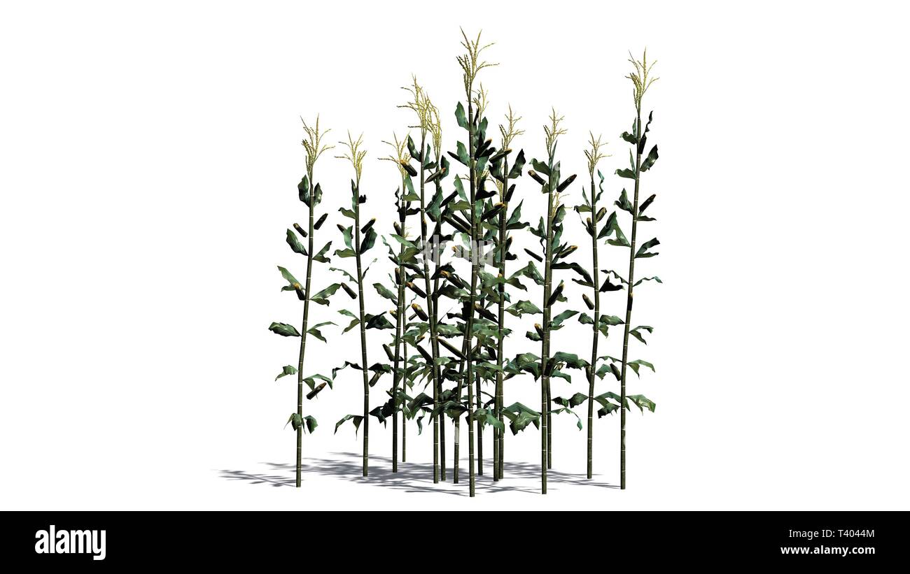 A group of Corn plants - isolated on white background Stock Photo - Alamy