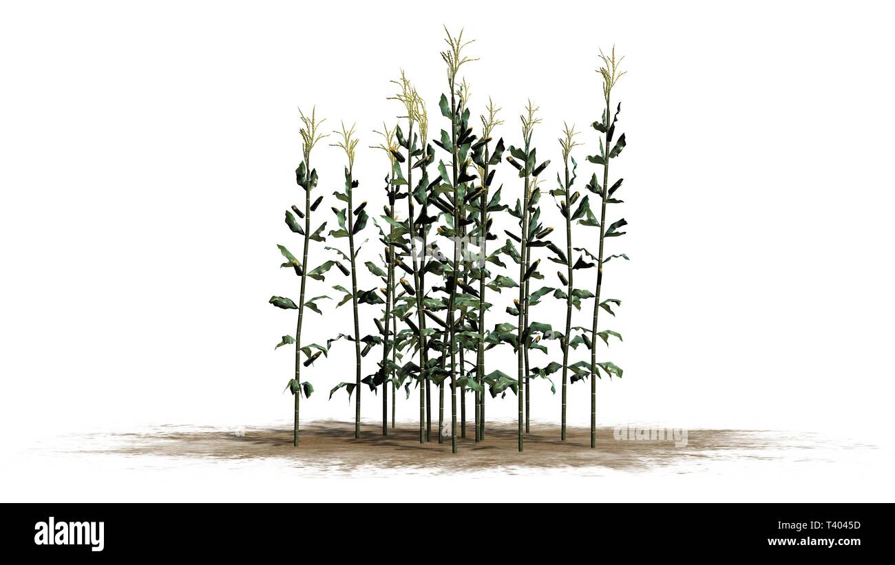 A group of Corn plants - isolated on white background Stock Photo - Alamy