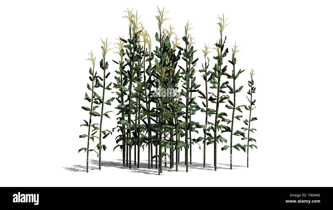 A group of Corn plants - isolated on white background Stock Photo - Alamy