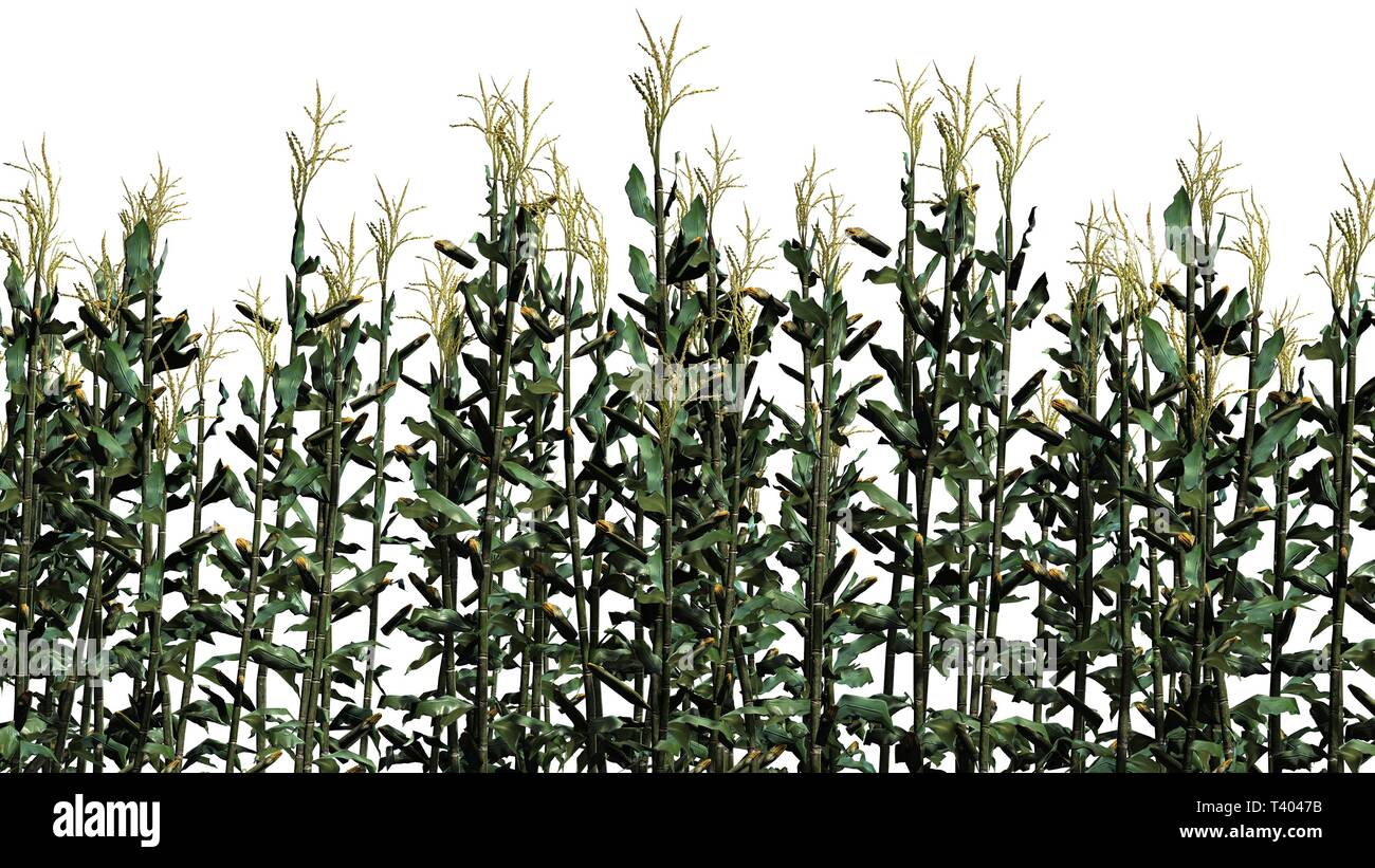 A group of Corn plants - isolated on white background Stock Photo - Alamy