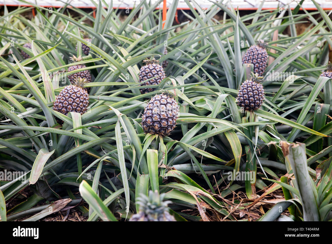 Pineapple Plantation Santo Antonio 1911 in Sao Miguel The Azores Stock ...