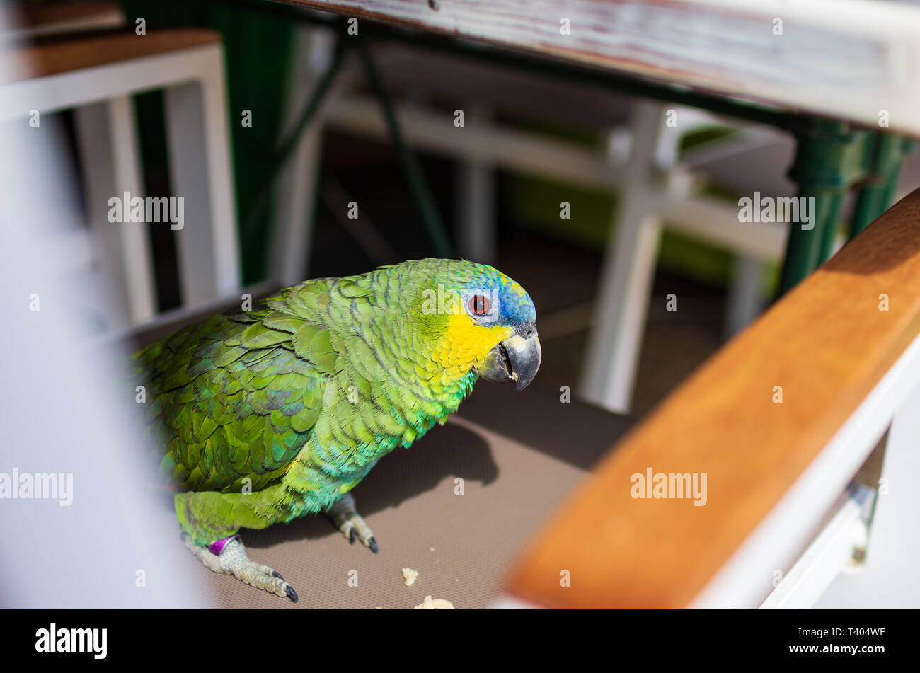 Closeup portrait of a perched green parrot in a restaurant near beach ...