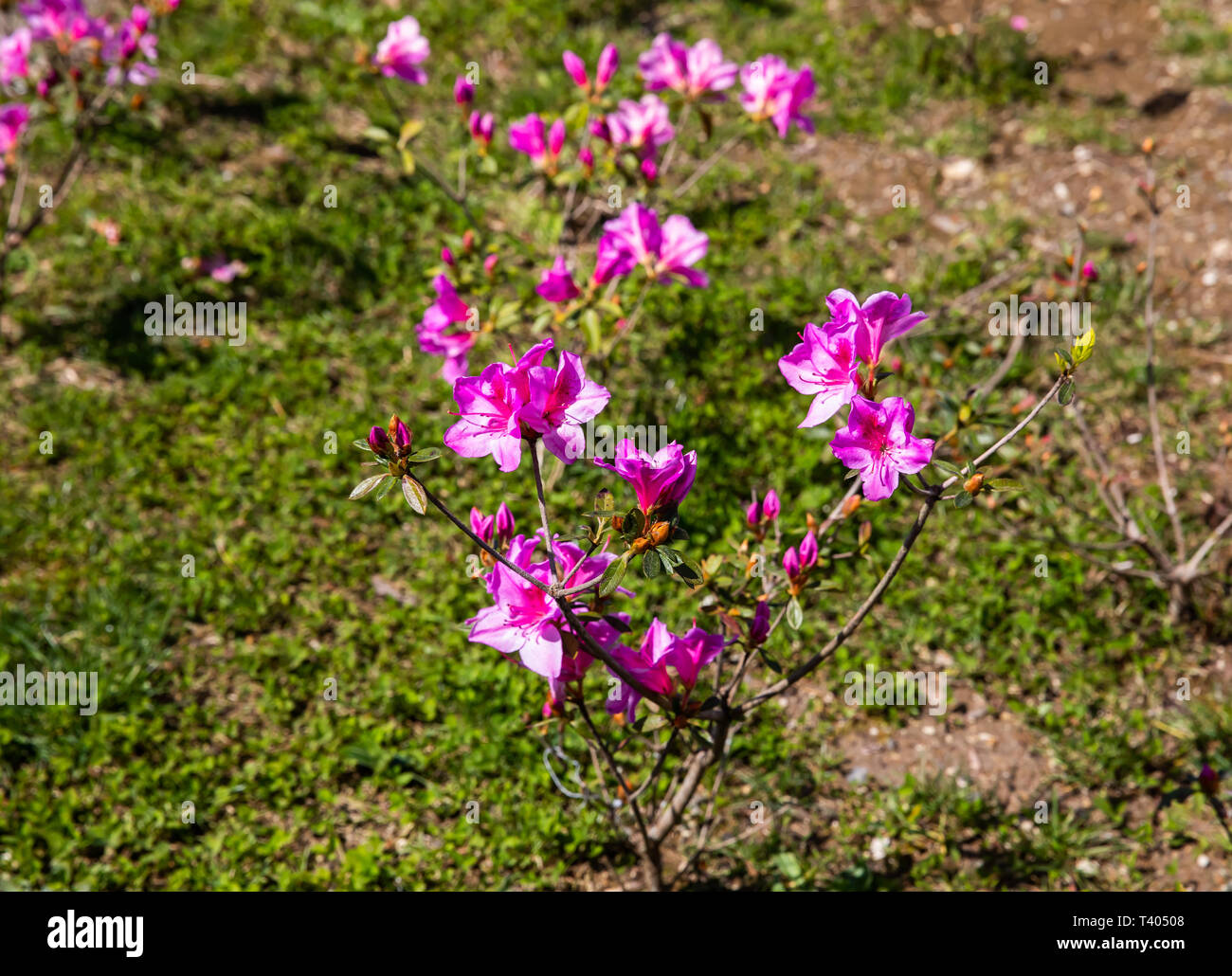 Wild pink flowers growing in The Azores Stock Photo - Alamy